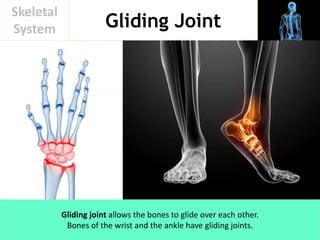 Skeletal System | PPT