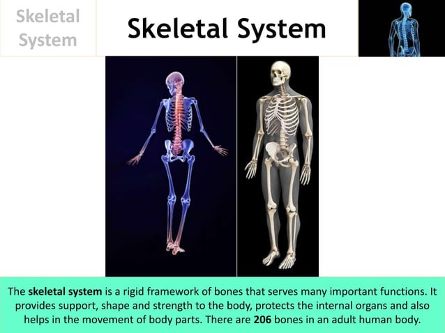 Skeletal System | PPT