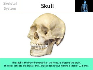Skeletal System | PPT