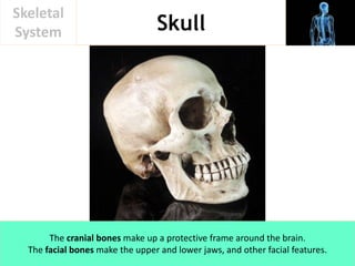 Skeletal System | PPTX