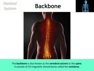 Skeletal System | PPT
