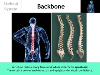 Skeletal System | PPT