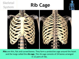 Skeletal System | PPT