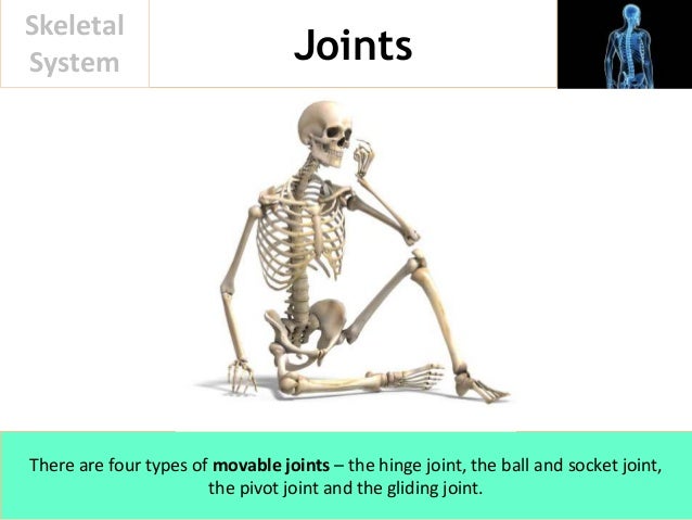 Skeletal System Movable Joints