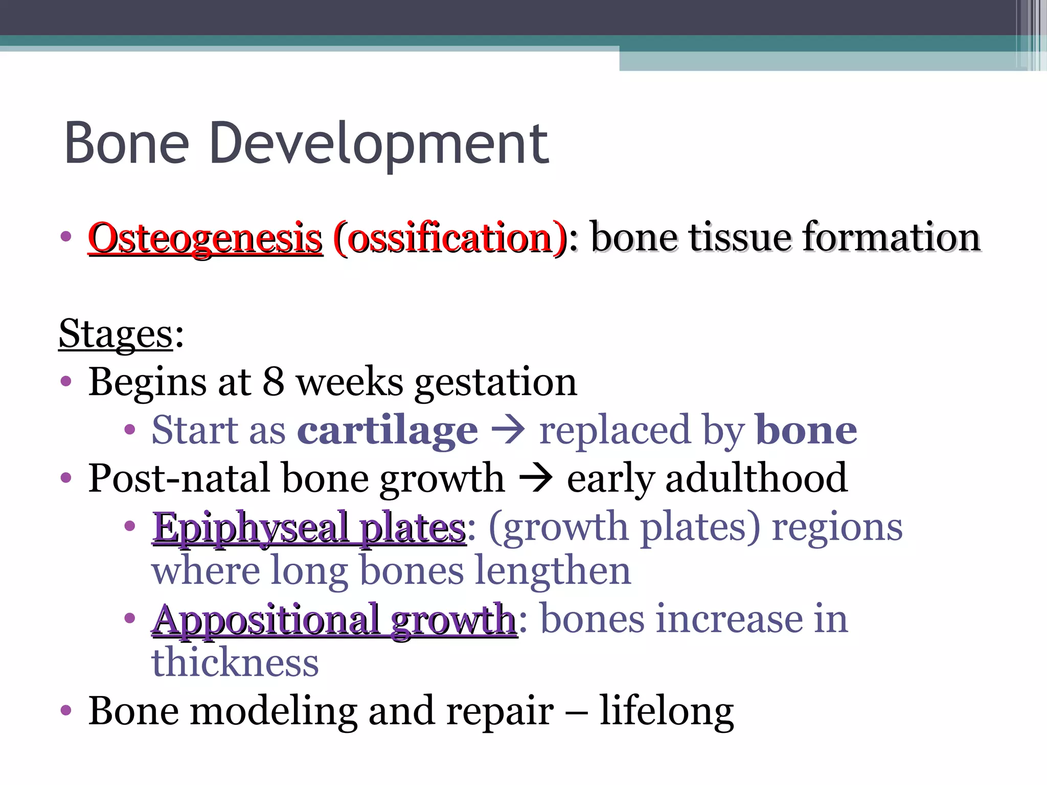 Anatomy & Physiology Lecture Notes - Skeletal system | PPT