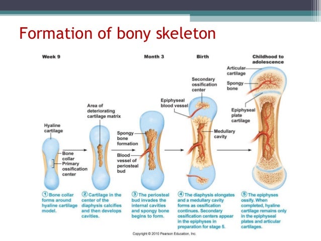 Development Of The Skeleton Boundless Anatomy And Physiology