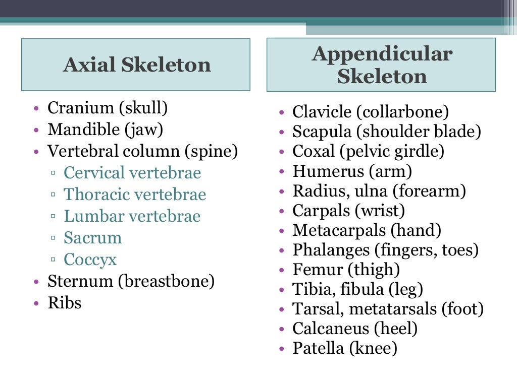 anatomy-physiology-lecture-notes-skeletal-system