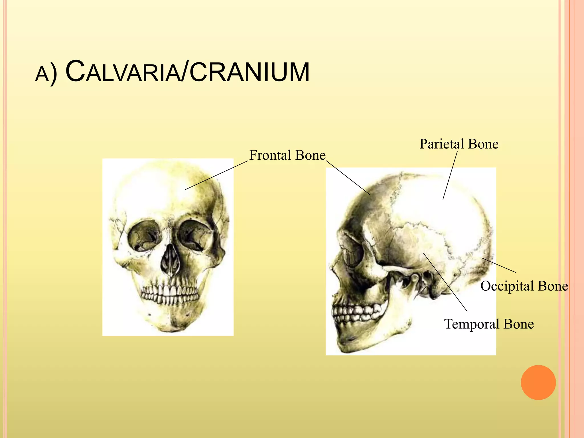 Skeletal system | PPTX