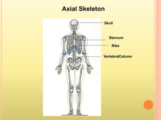 Skeletal system | PPTX