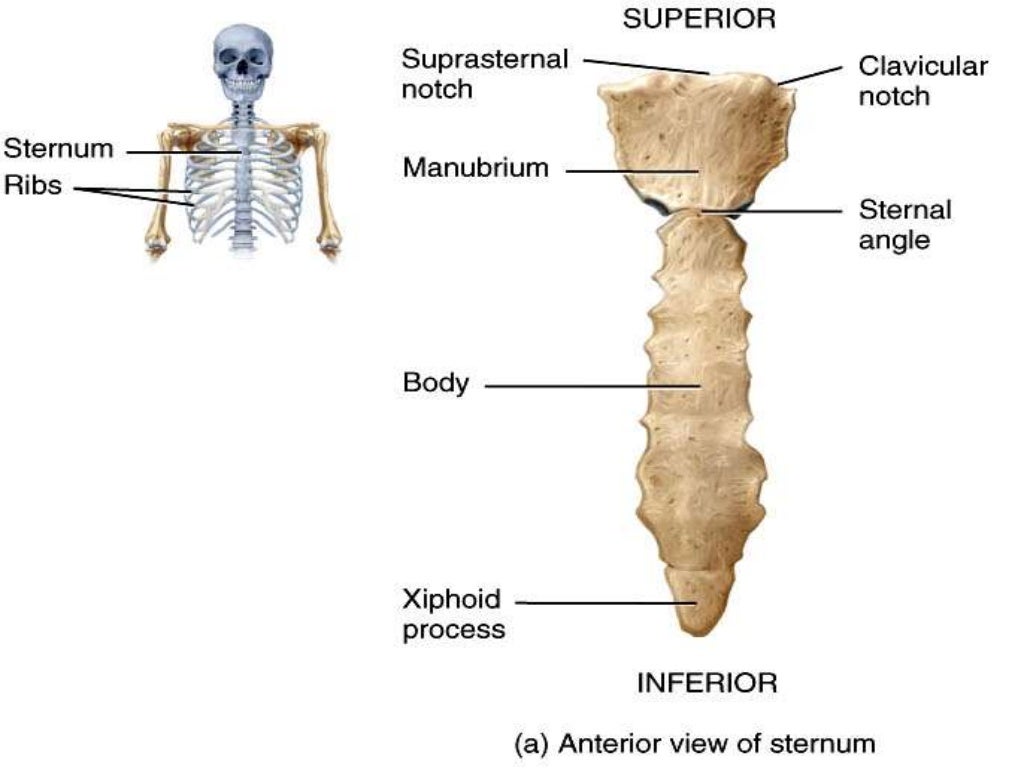 Skeletal system