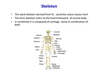 Skeletal system | PPTX