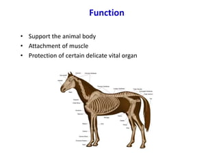 Skeletal system | PPTX