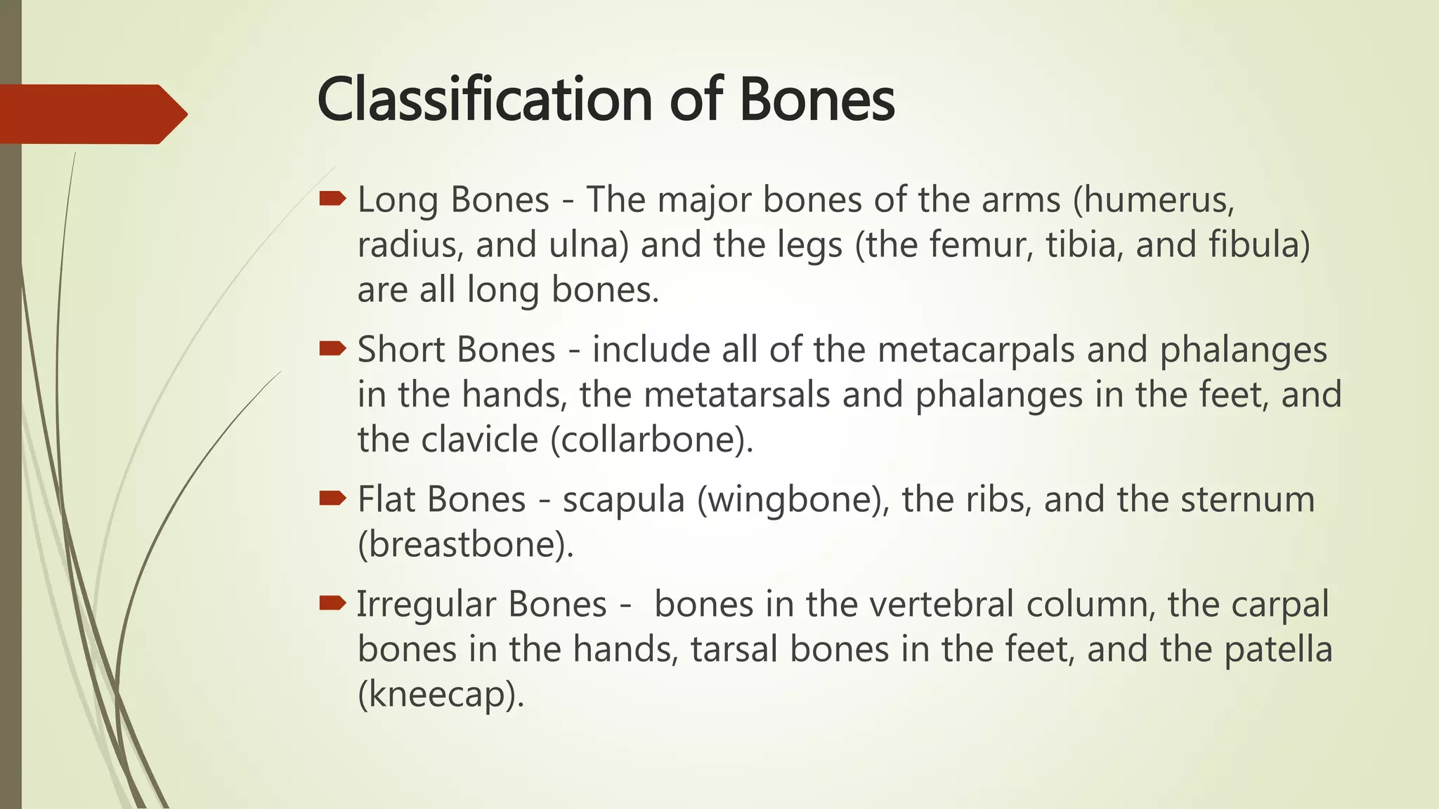 Skeletal system | PPTX