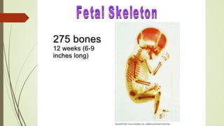 Skeletal system | PPTX