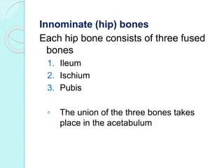 Skeletal system. anatomy and physiology of skeletal system ...