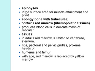 Skeletal system. anatomy and physiology of skeletal system ...