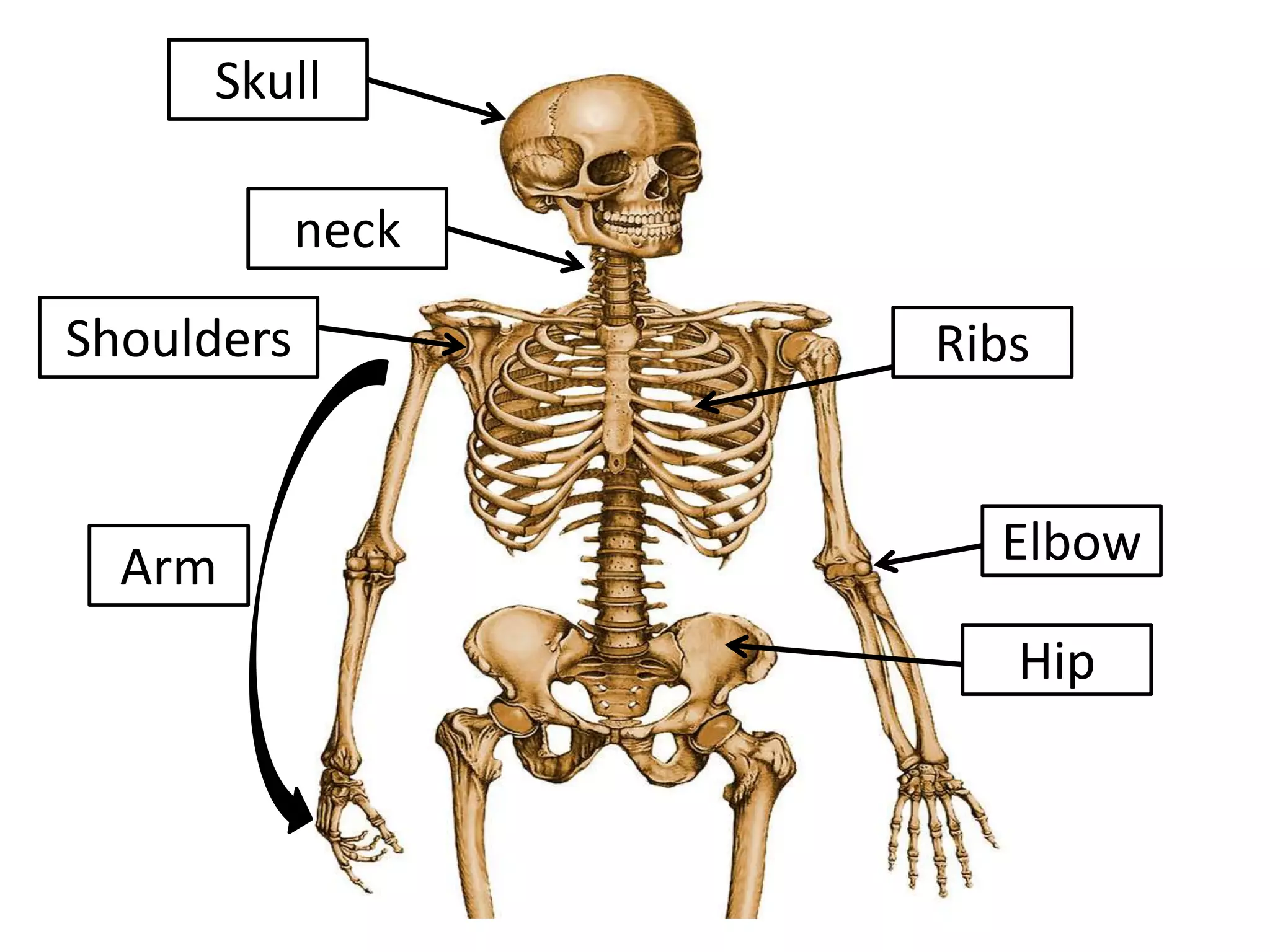 Skeletal system | PPT