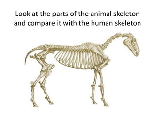 Skeletal system | PPT