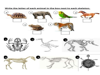 Skeletal system | PPT