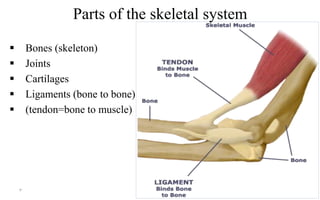 Skeletal system | PPT
