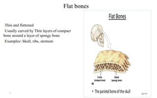 Skeletal system | PPT