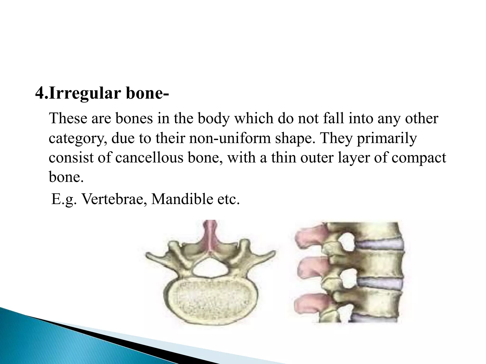 Skeletal system | PPTX