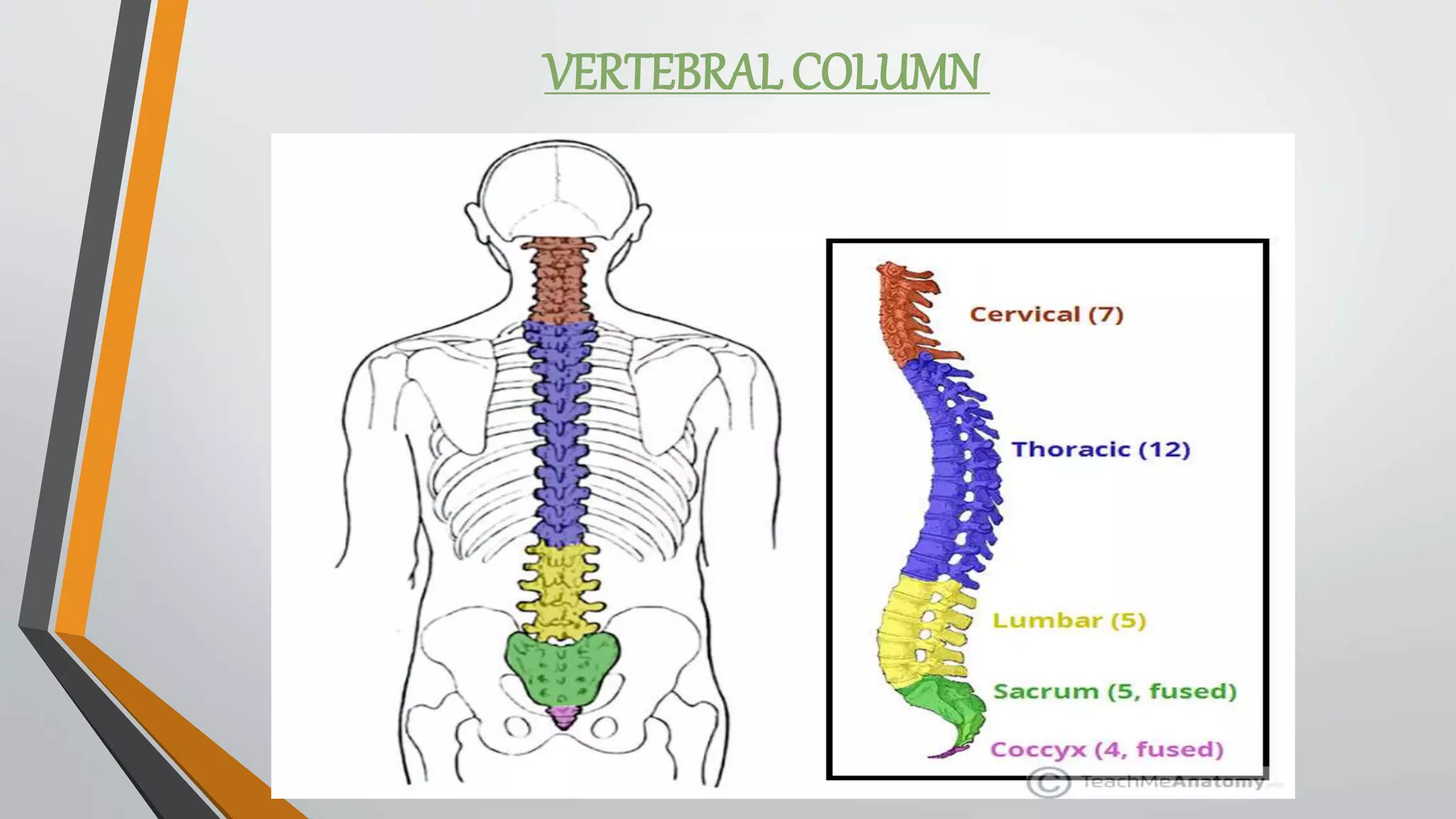 Skeletal system | PPT