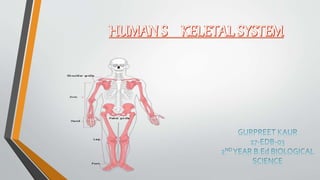 Skeletal system | PPT