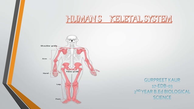 Skeletal system | PPT