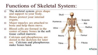 Skeletal system | PPT