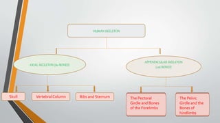 Skeletal system | PPT