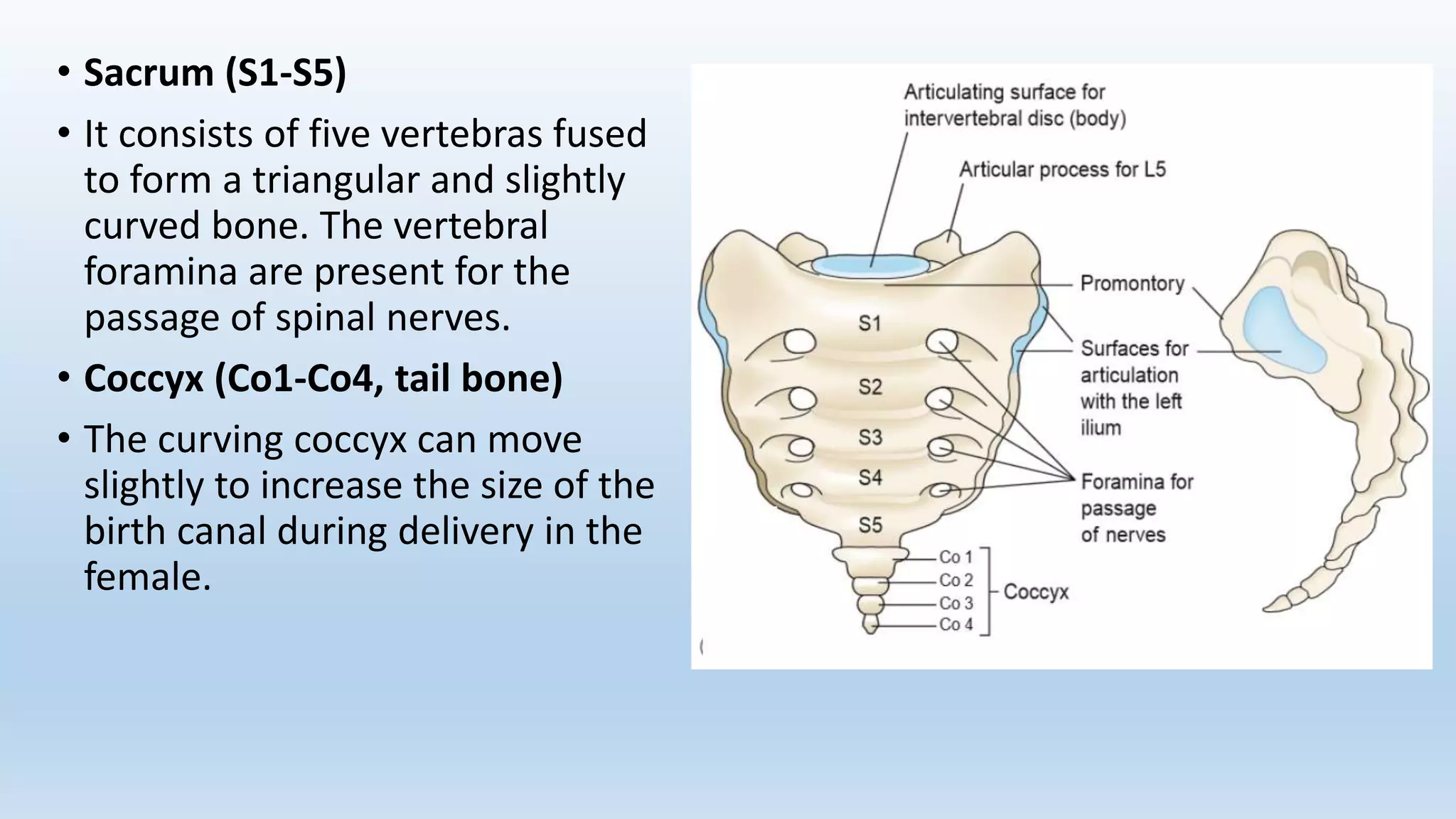 Human Skeletal system | PPTX