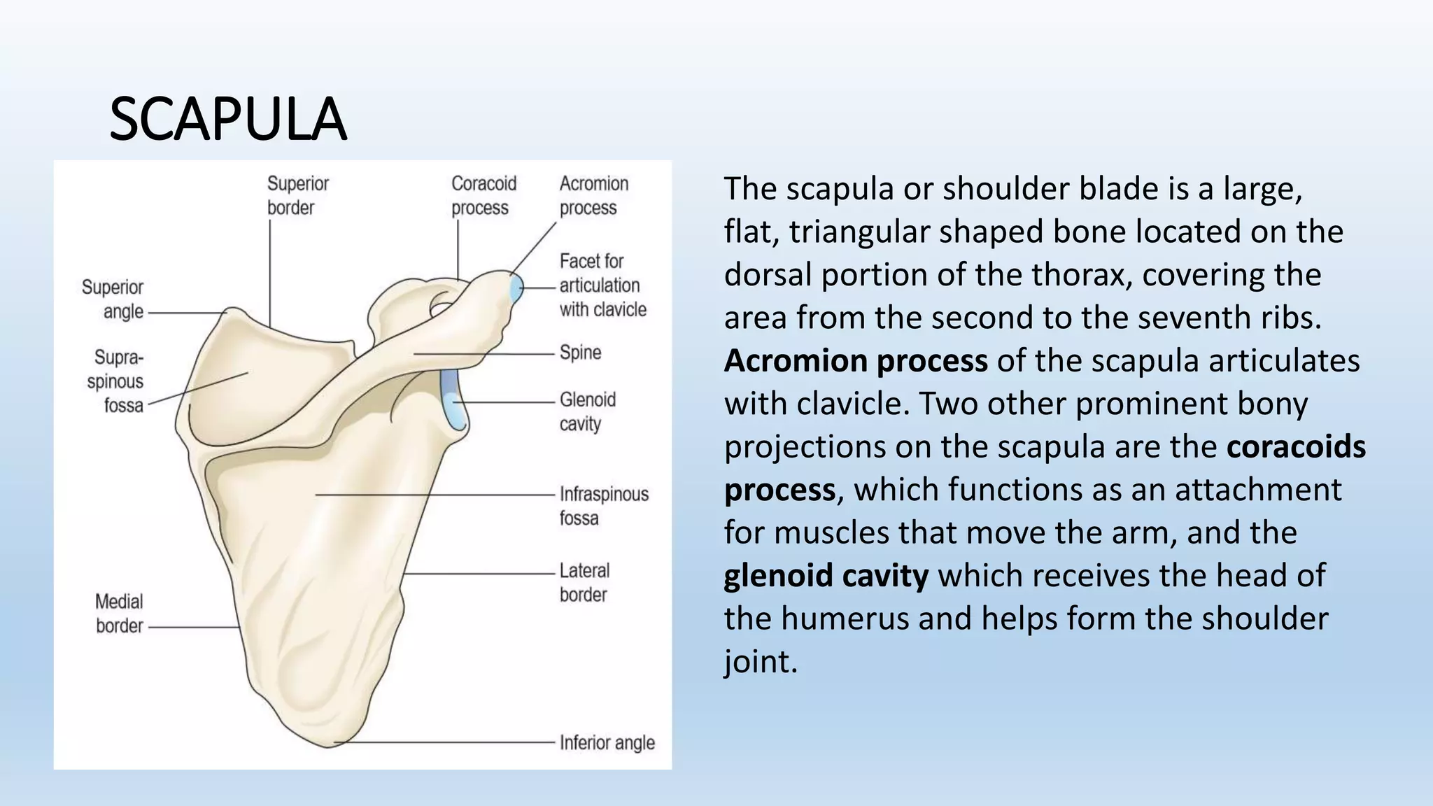 Human Skeletal system | PPTX