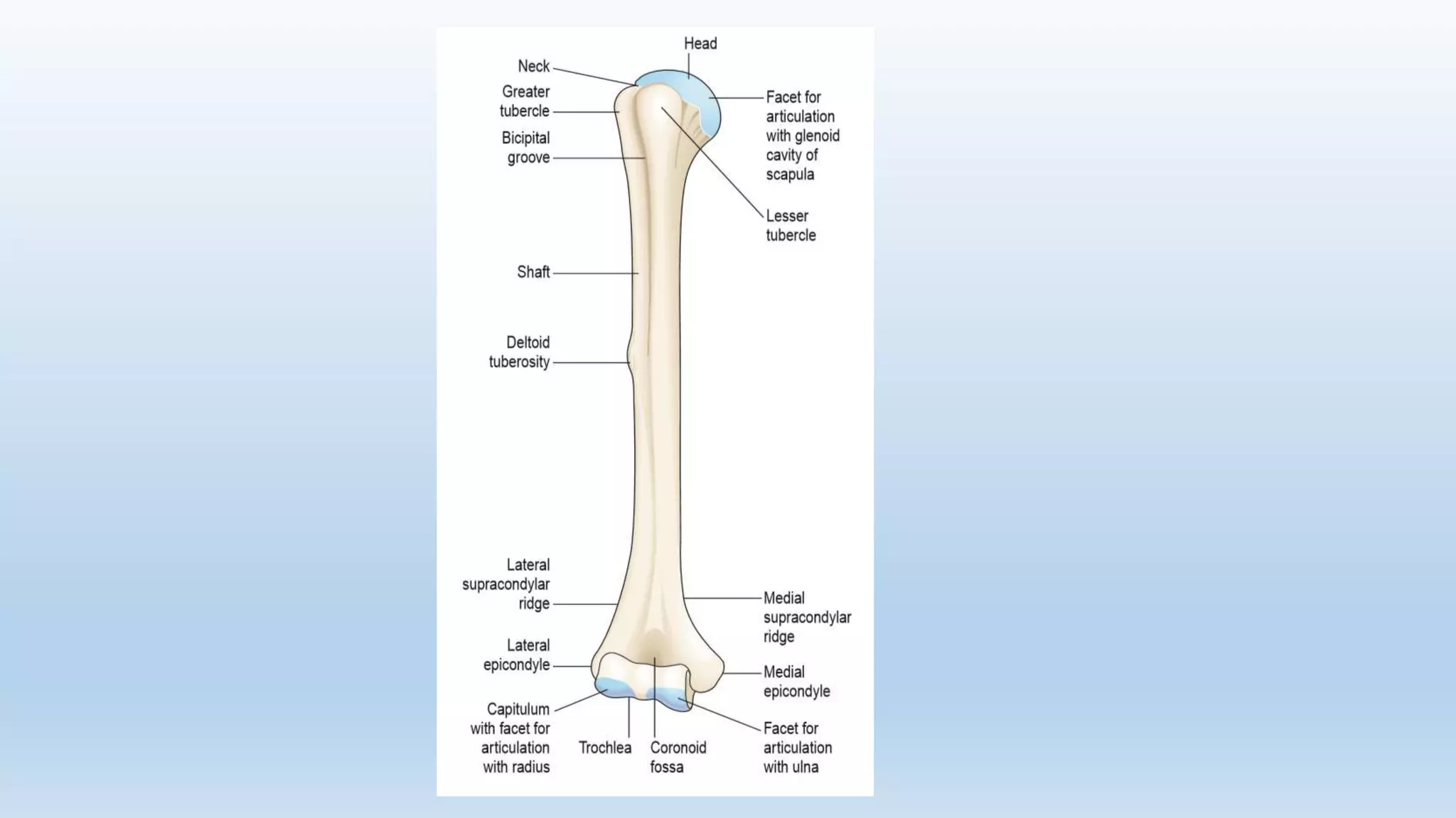 Human Skeletal system | PPTX