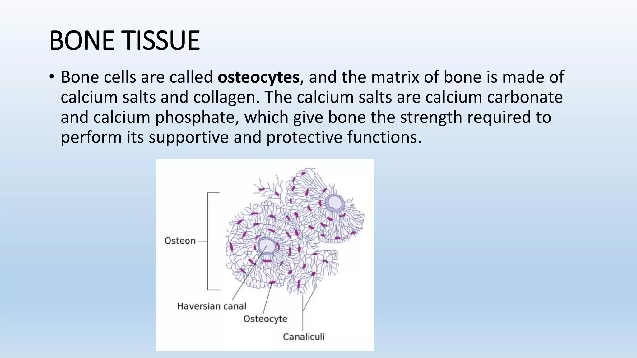 Human Skeletal system | PPTX
