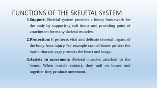 Human Skeletal system | PPTX