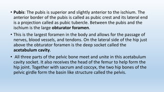 Human Skeletal system | PPTX