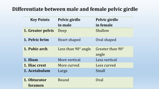 Human Skeletal system | PPTX