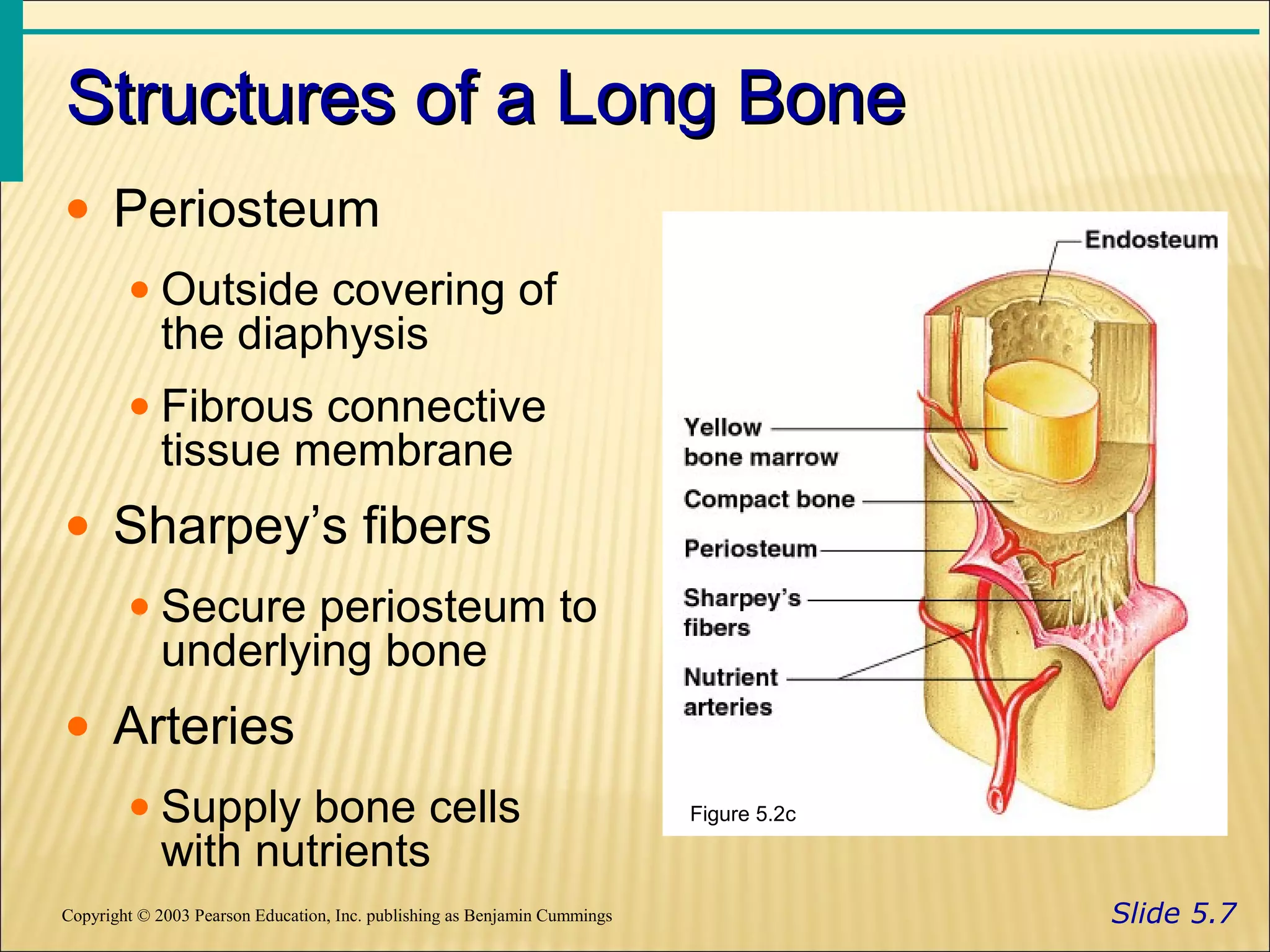 Skeletal system 2 | PPT