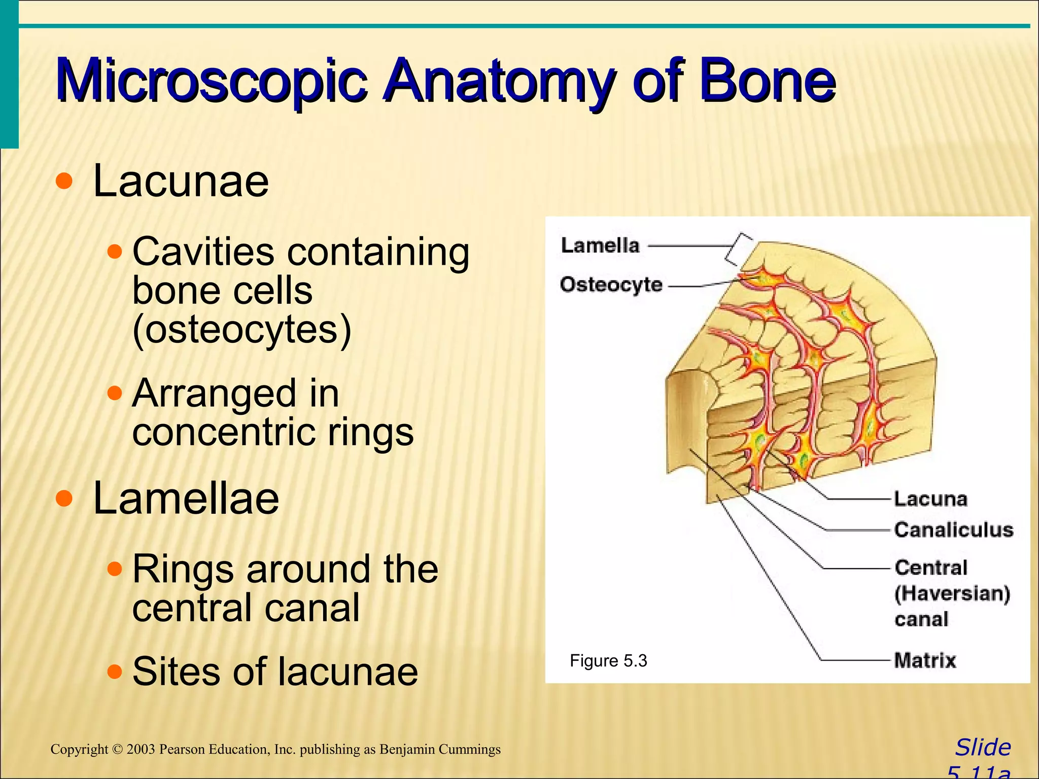 Skeletal system 2 | PPT