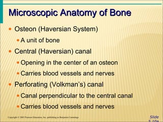 Skeletal system 2 | PPT