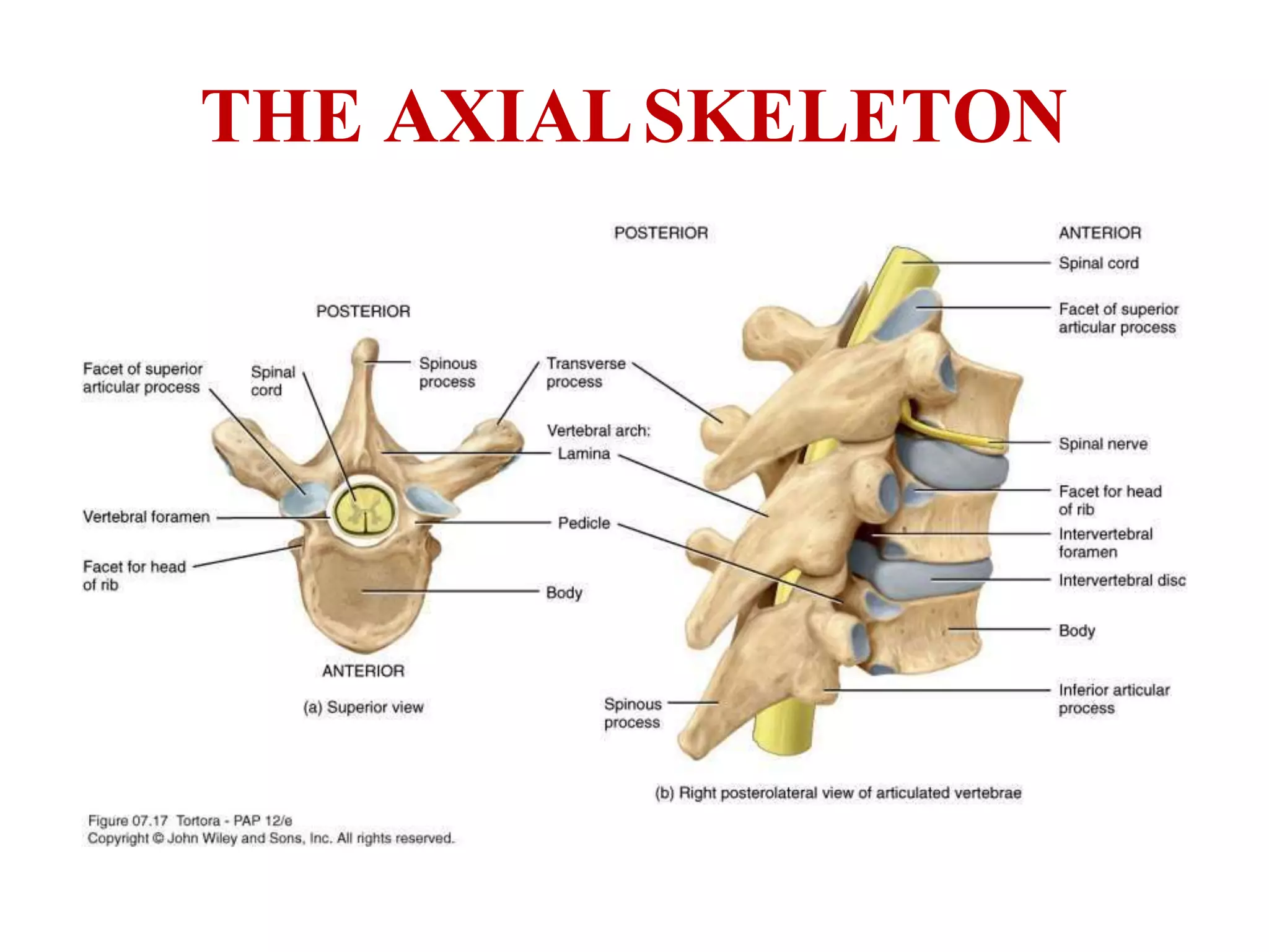 Skeletal system | PPT