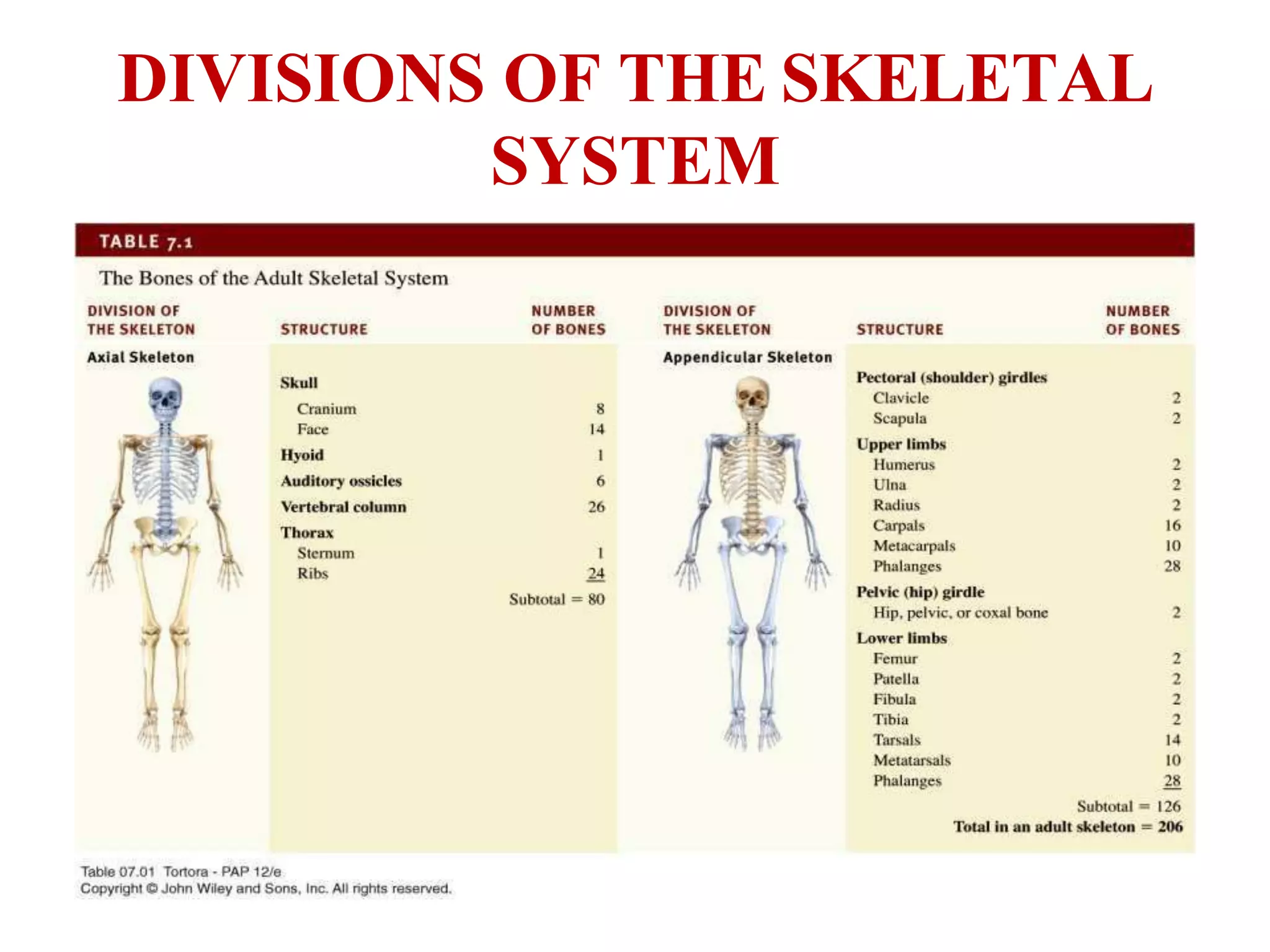 Skeletal system | PPT