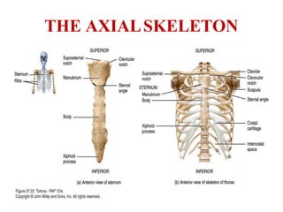 Skeletal system | PPT