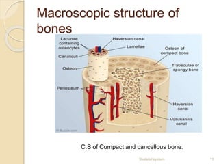 Skeletal system | PPTX