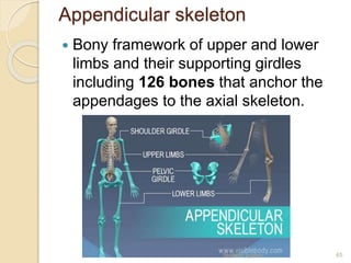 Skeletal system | PPTX