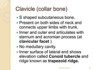 Skeletal system | PPTX