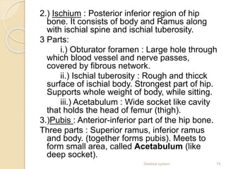 Skeletal system | PPTX