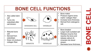 Skeletal system | PPTX