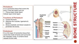 Skeletal system | PPT